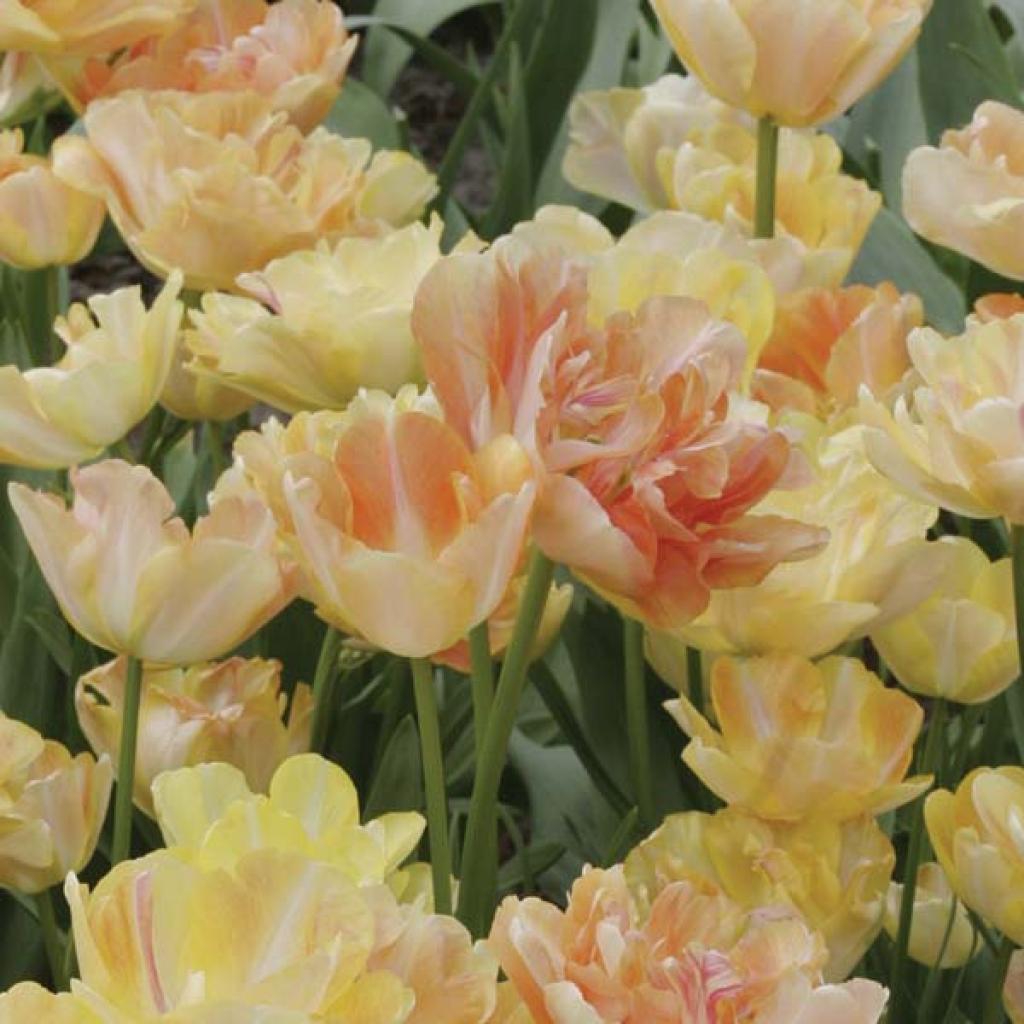 Tulipe double tardive Orange Angelique - Bulbe - Des fleurs de pivoine ...