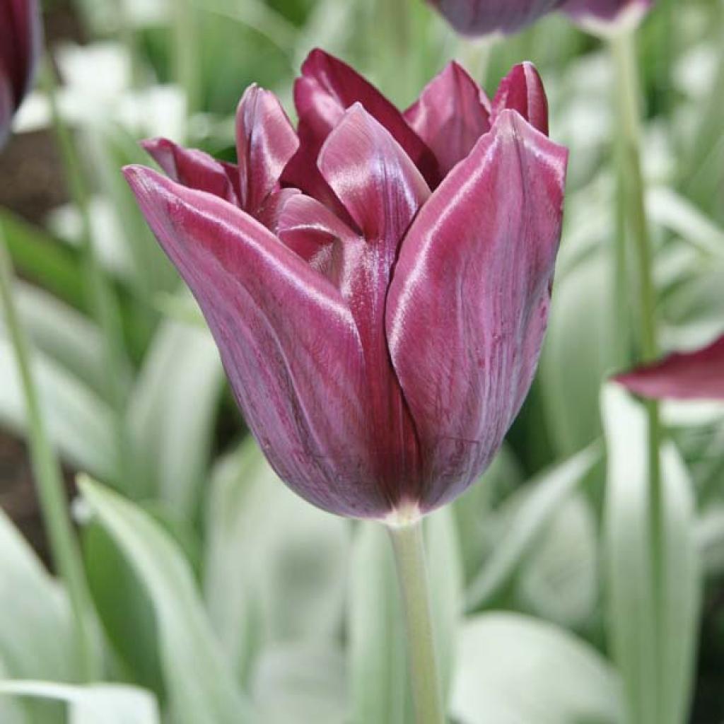 Tulipe Triomphe Havran - Bulbe - Tulipe noire violacé