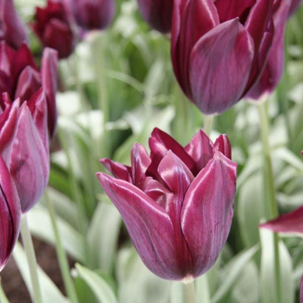 Tulipe Triomphe Havran - Bulbe - Tulipe noire violacé