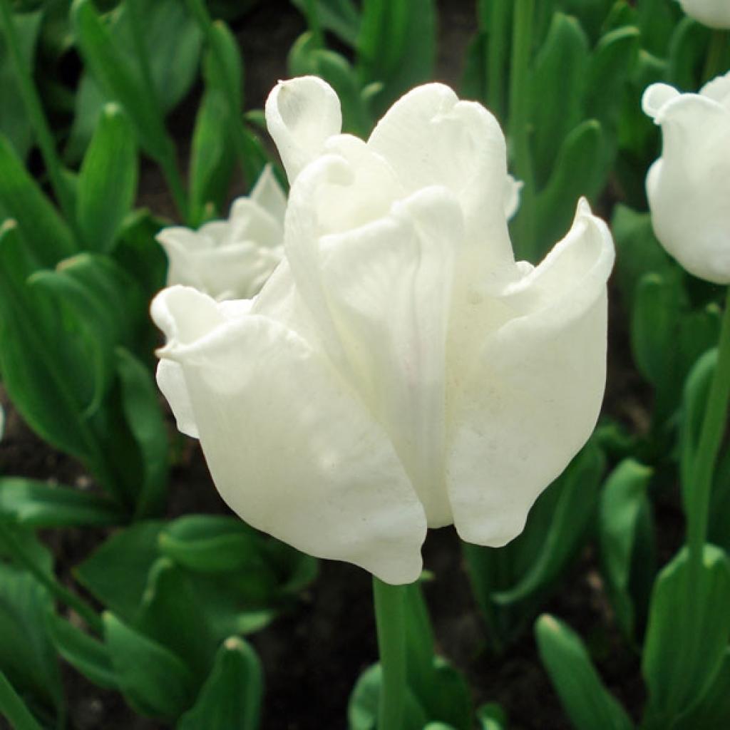 Tulipe Triomphe White Liberstar - Bulbe - D'originales fleurs blanche ...