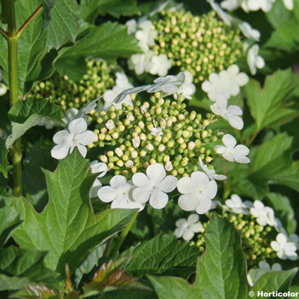 Viburnum opulus Compactum - Viorne obier blanche - Boule de neige