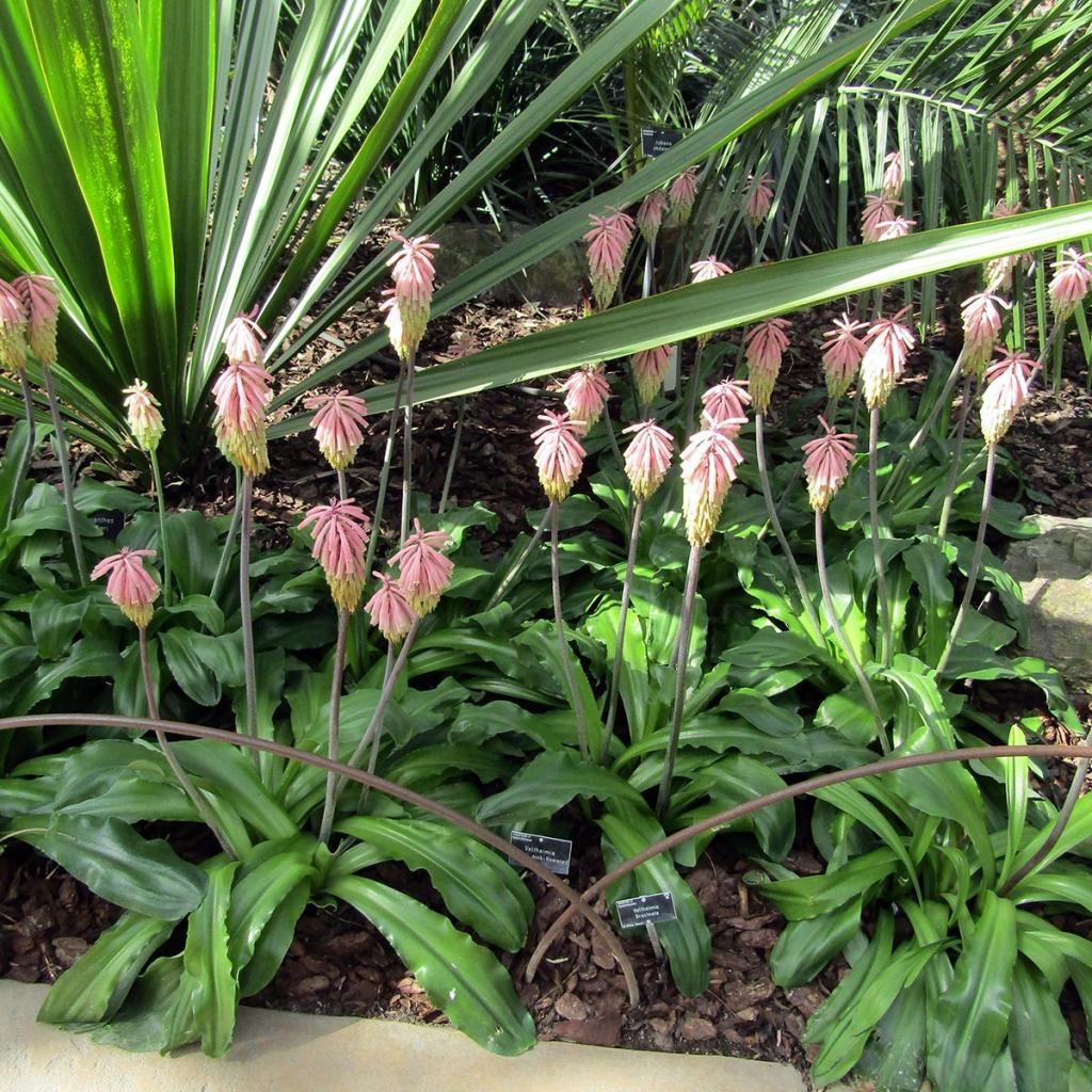 Veltheimia bracteata - Bulbeuse sud-africaine aux fleurs rose poudré