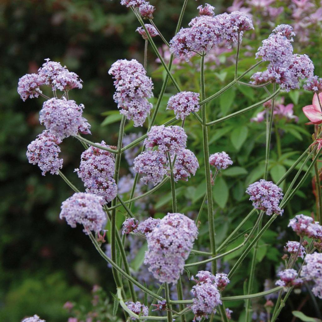 Verbena bonariensis Cloud - Verveine de Buenos Aires - Variété vivace ...