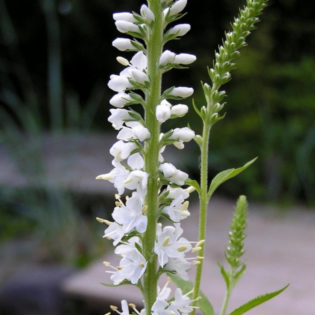 Veronica longifolia Charlotte® - Véronique vivace panachée à fleurs en ...