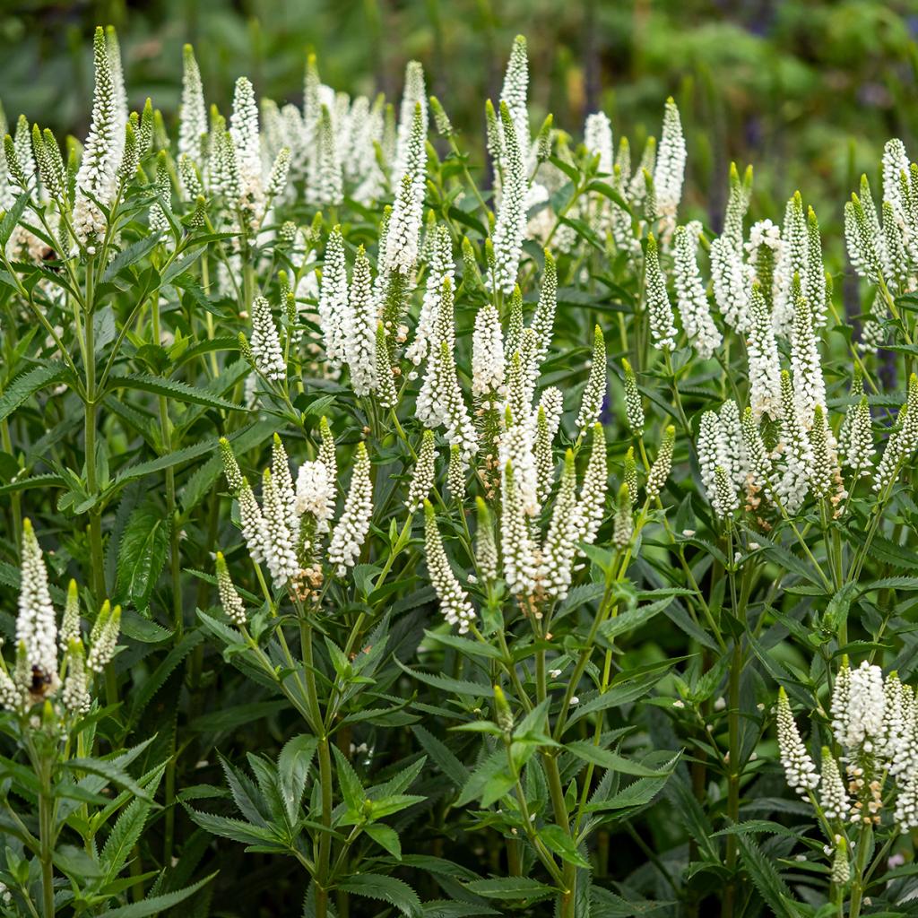 Veronica longifolia First Lady - Véronique compacte aux épis bancs