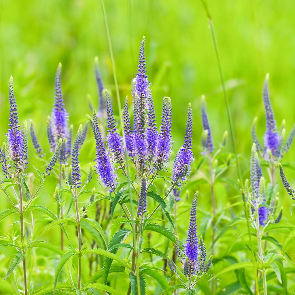 Veronica longifolia - Véronique vivace à longues feuilles et fleurs ...
