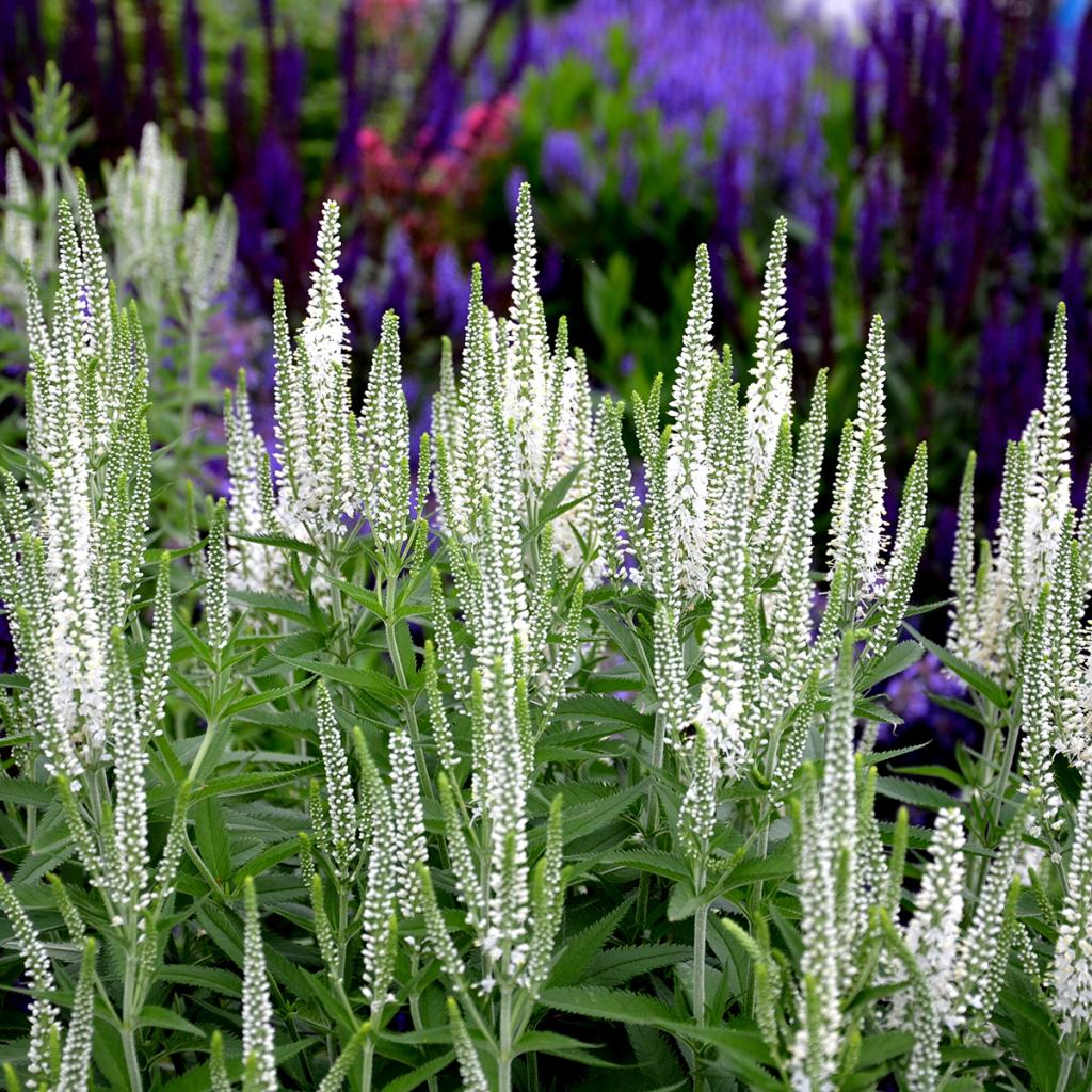 Veronica spicata Alba - Véronique en épis - Vivace aux gracieuses ...
