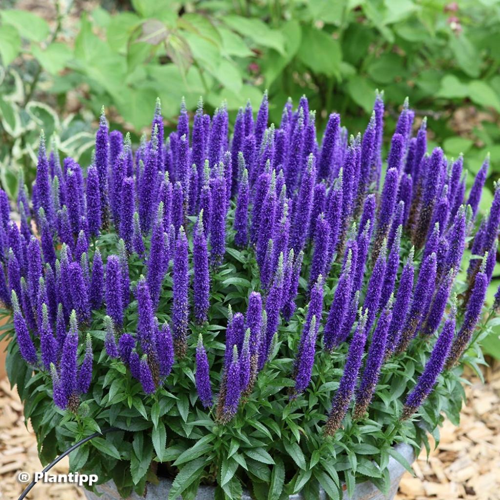 Veronica spicata Royal Candles - Véronique en épis aux longs épis ...