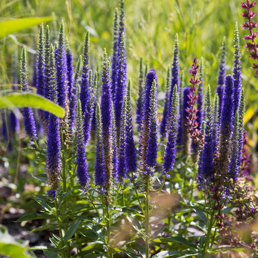 Veronica spicata Ulster Dwarf Blue - Véronique en épis naine à fleurs ...