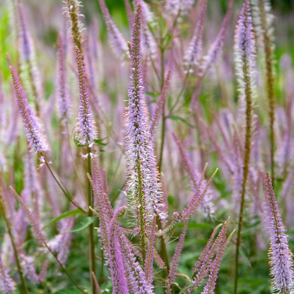 Veronicastrum virginicum Kleine Erika - Véronique de Virginie compacte ...
