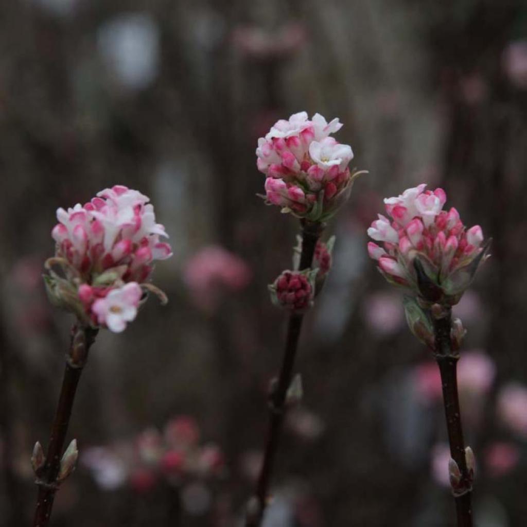 Viburnum bodnantense Charles Lamont - Viorne à floraison hivernale rose