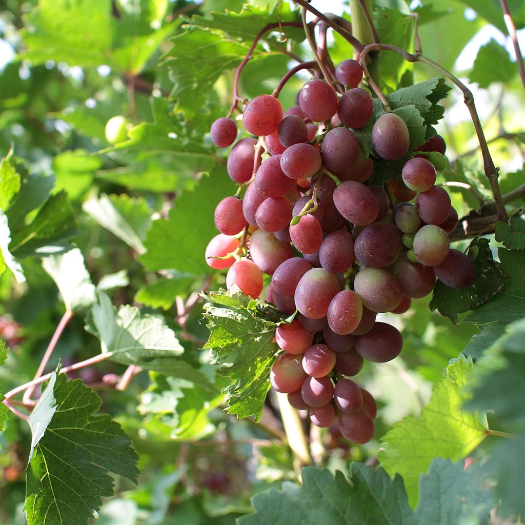 Vigne de table Rhea - Vitis vinifera à raisins rouges sans pépins