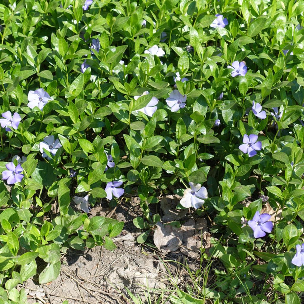 Petite Pervenche - Vinca minor à fleurs bleu clair