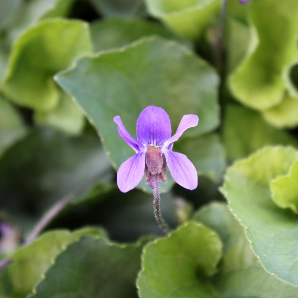 Viola odorata Königin Charlotte - Violette odorante à fleurs violet ...