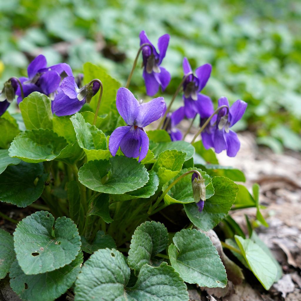 Viola odorata - Violette odorante - Une vivace des bois au parfum délicieux