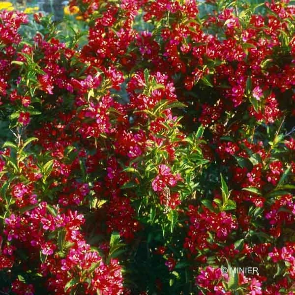 Weigela nain rouge Courtanin - Arbuste nain à floraison rouge vif
