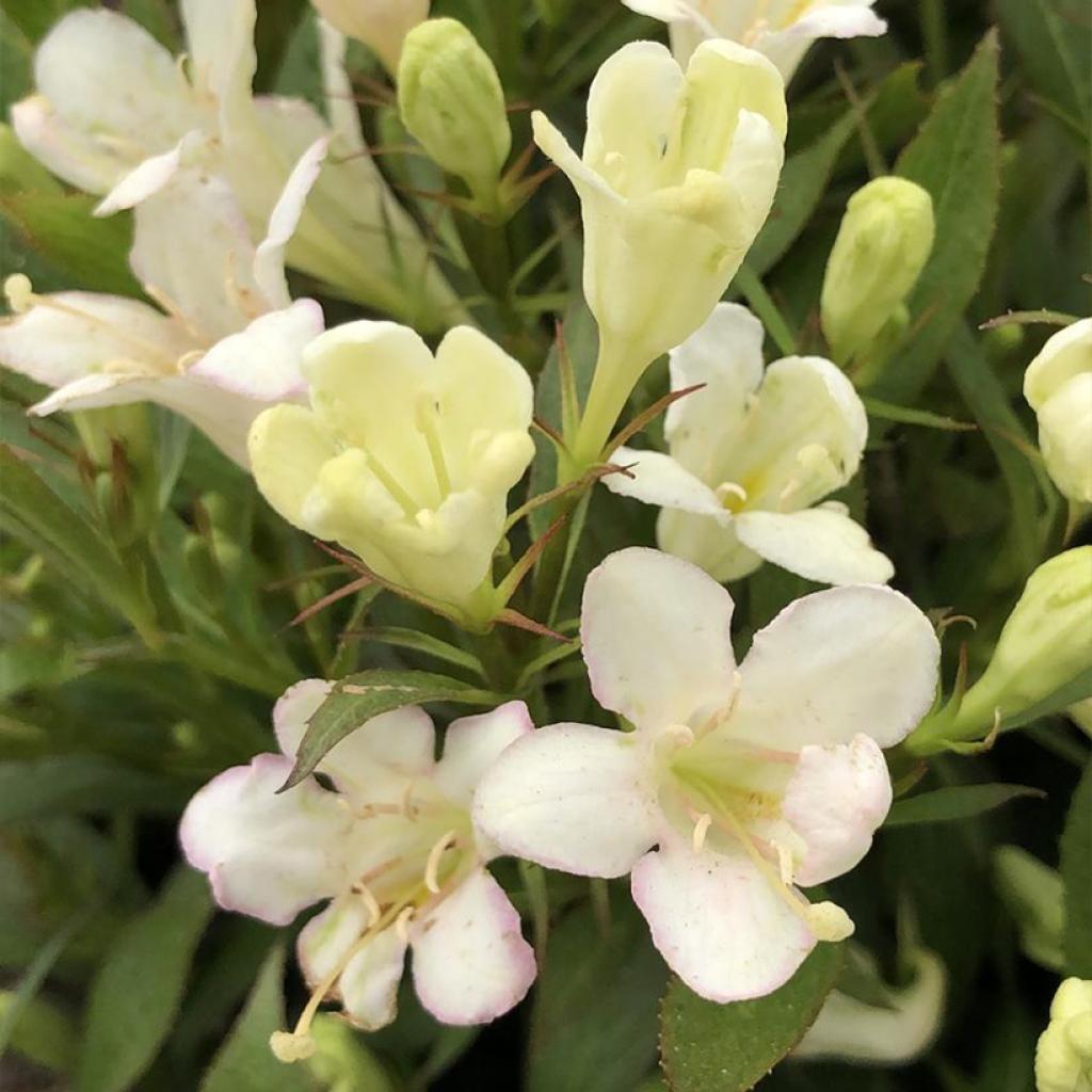 Weigela Picobella Bianco - Weigélia nain à floraison blanche remontante