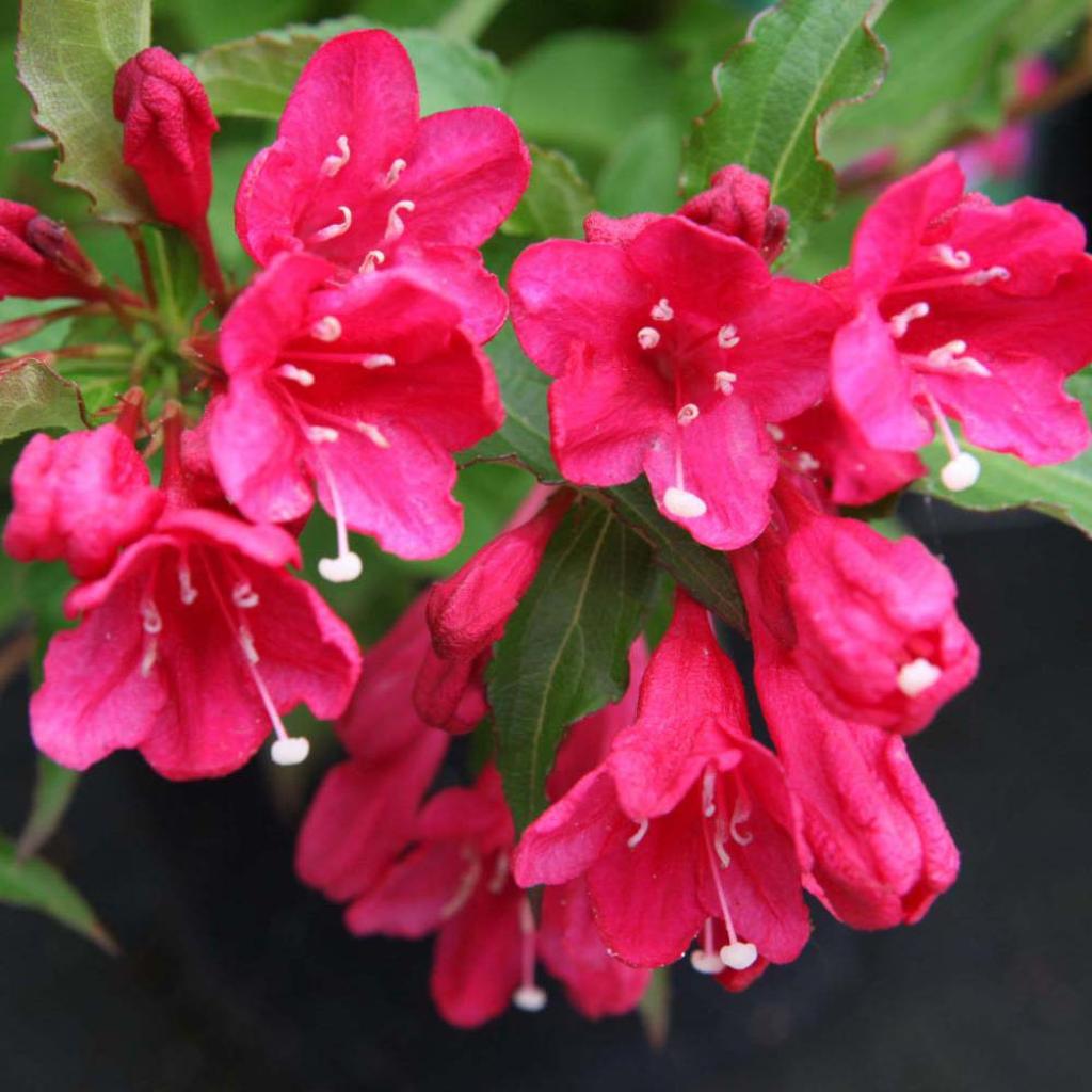 Weigela hybride Red Prince - Arbuste compact et étalé, rouge intense