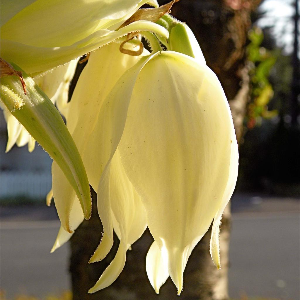 Yucca flaccida Golden Sword - Yucca aux feuilles jaunes et bleu-vert
