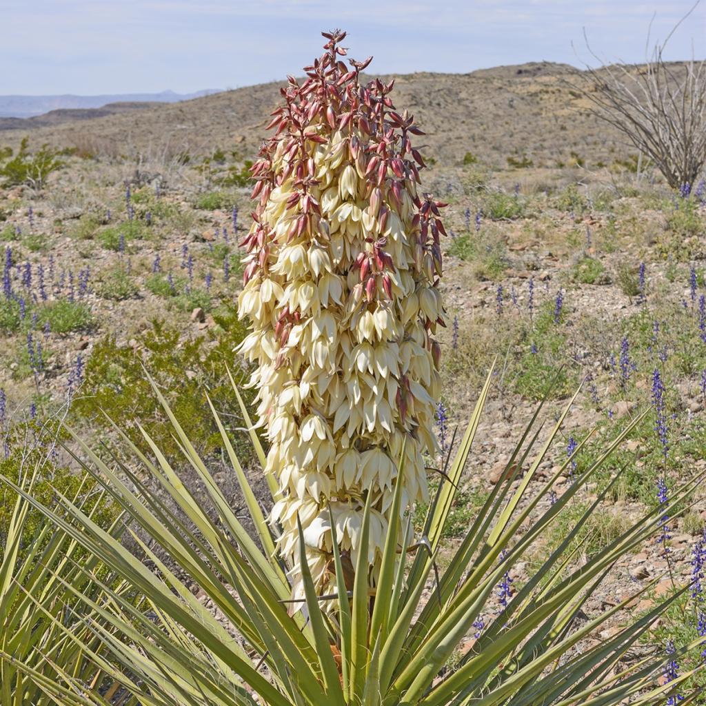 Yucca torreyi ou faxoniana - Yucca arborescent rustique