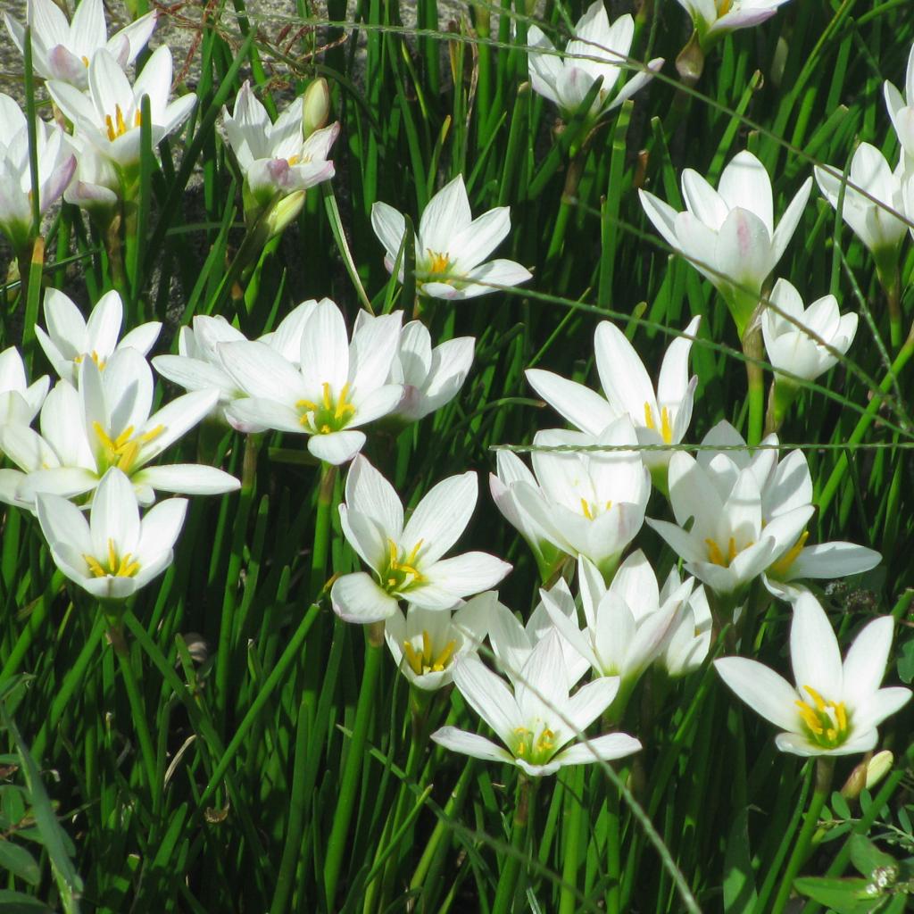 Lis zéphyr - Zephyranthes candida - Argyropsis candida - Petite plante ...