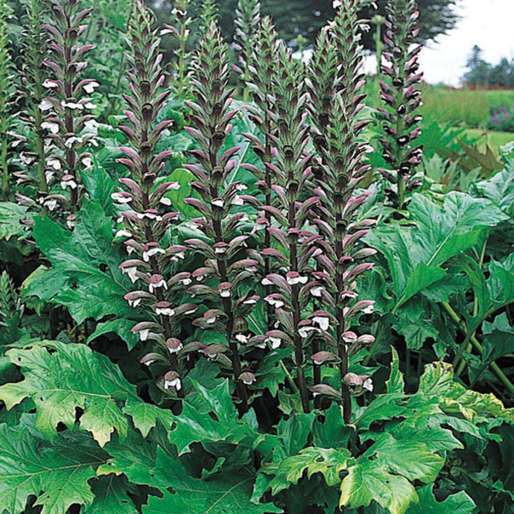 Acanthus mollis - Acanthe à feuilles molles