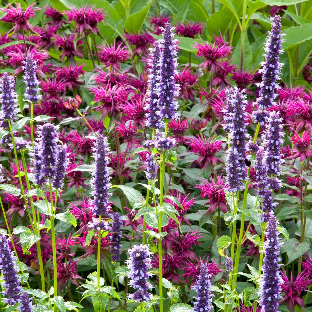 Agastache Black Adder – Fleurs bleu électrique sur tiges noires
