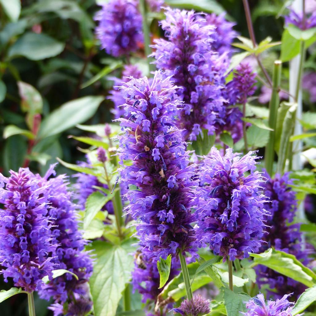 Agastache Blue Boa – Fleurs bleu violet pourpré et feuillage aromatique