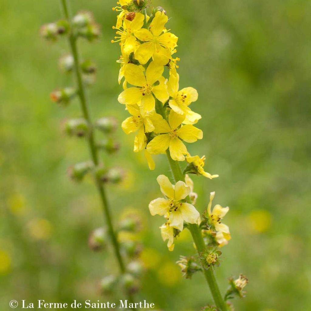 Aigremoine Eupatoire - Agrimonia eupatoria - Graines Bio - Ferme de ...
