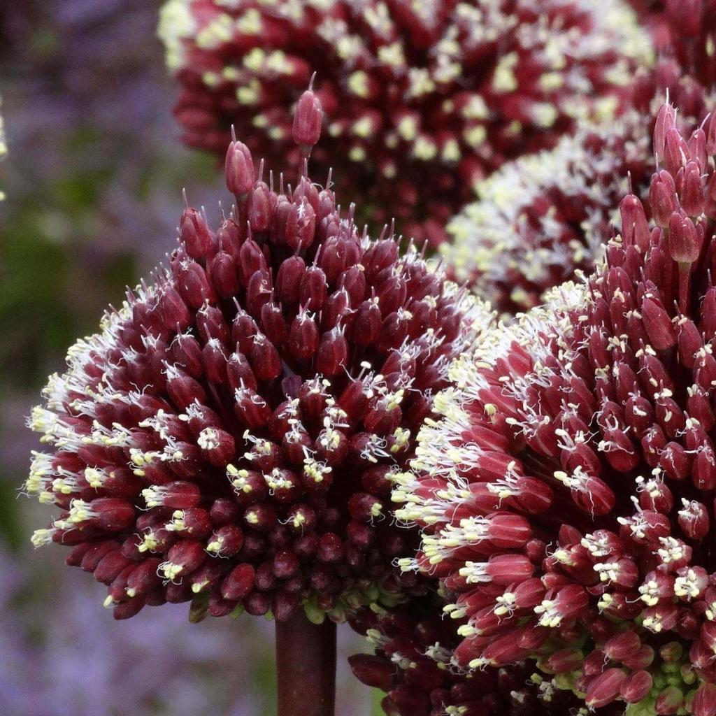 Allium amethystinum Red Mohican - Ail d'ornement à fleurs originales