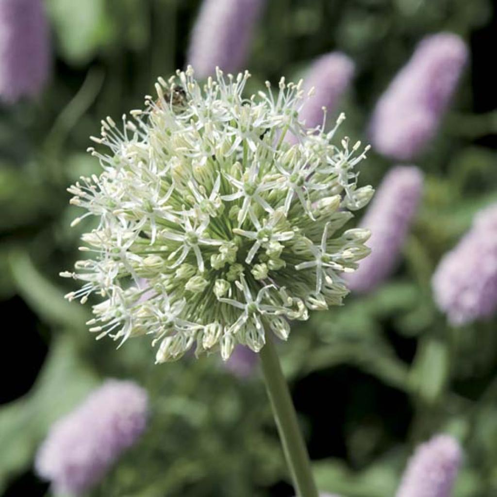 Allium stipitatum Album - Ail d'ornement blanc à hautes fleurs en boules