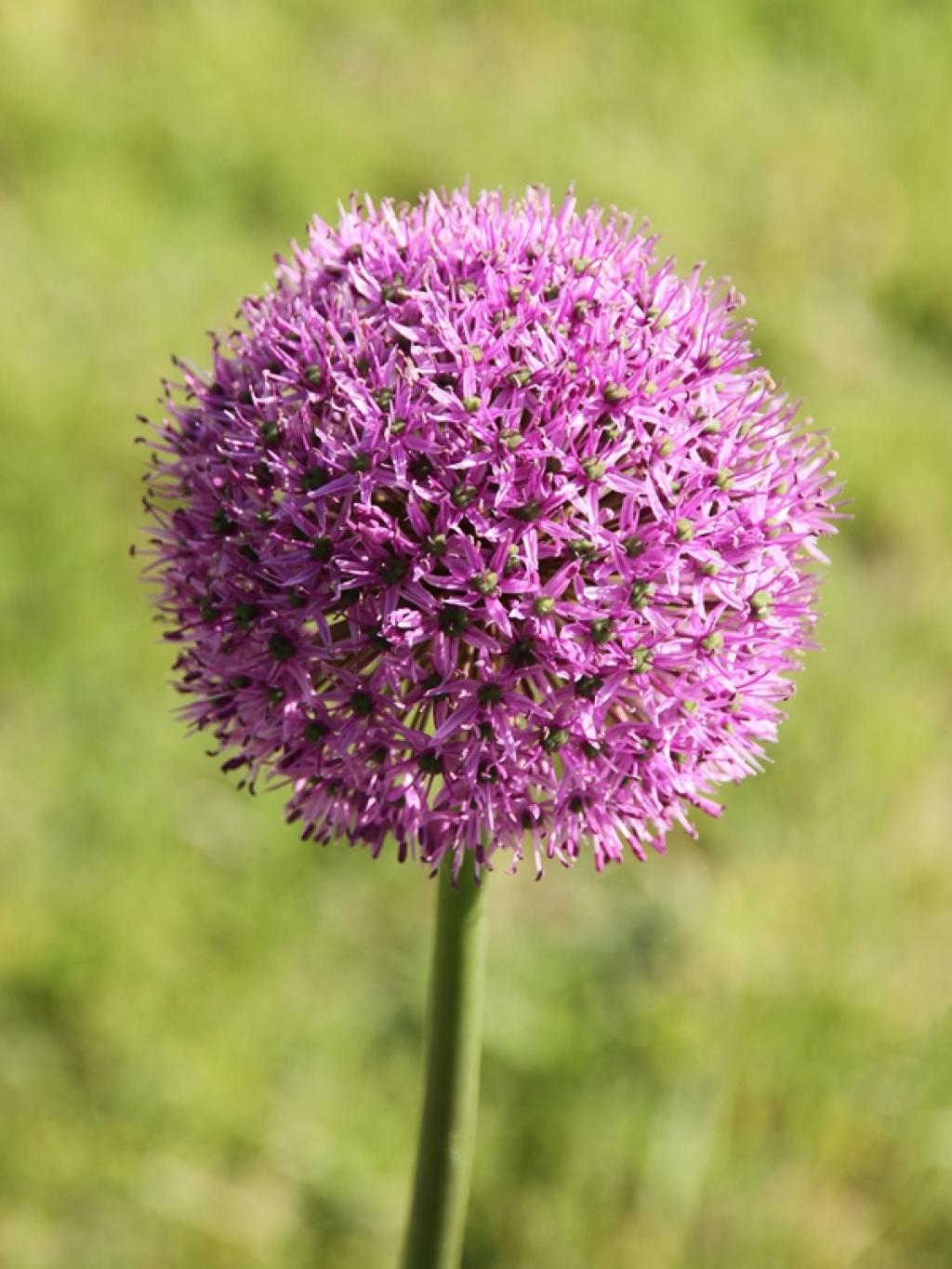 Allium Gladiator - Ail d'ornement aux ombelles de fleurs violet lilas