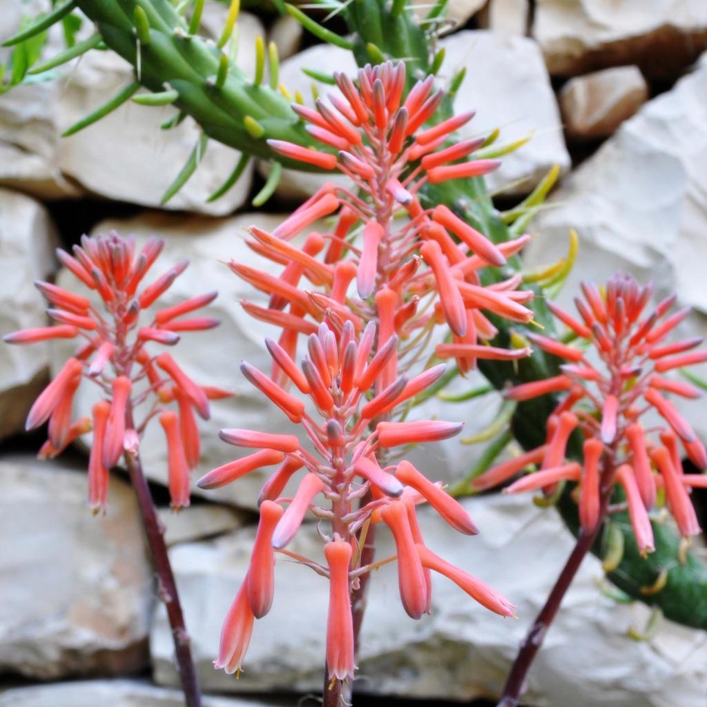 Aloe aristata (ellenbergeri) – Un aloes nain assez rustiquei