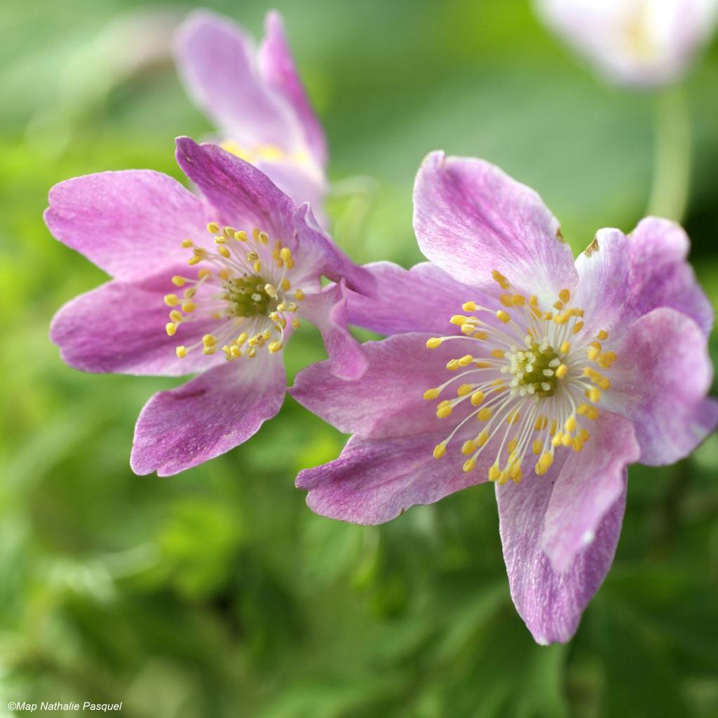 Anémone des bois Westwell Pink - Anemone nemorosa ou sylvie rose