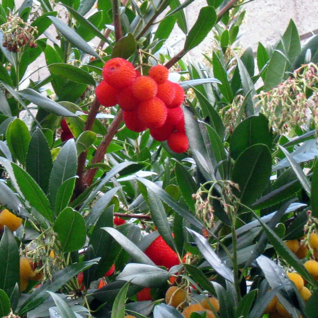 Arbuste à Fruits Comestibles