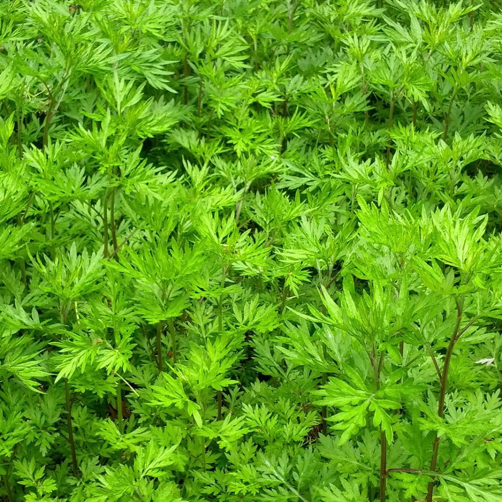 Armoise - Artemisia vulgaris en plant