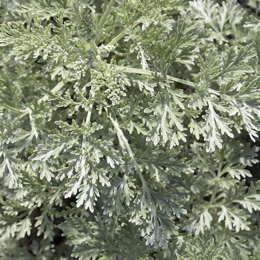 Artemisia Powis Castle – Armoise arborescente à feuilles gris argenté