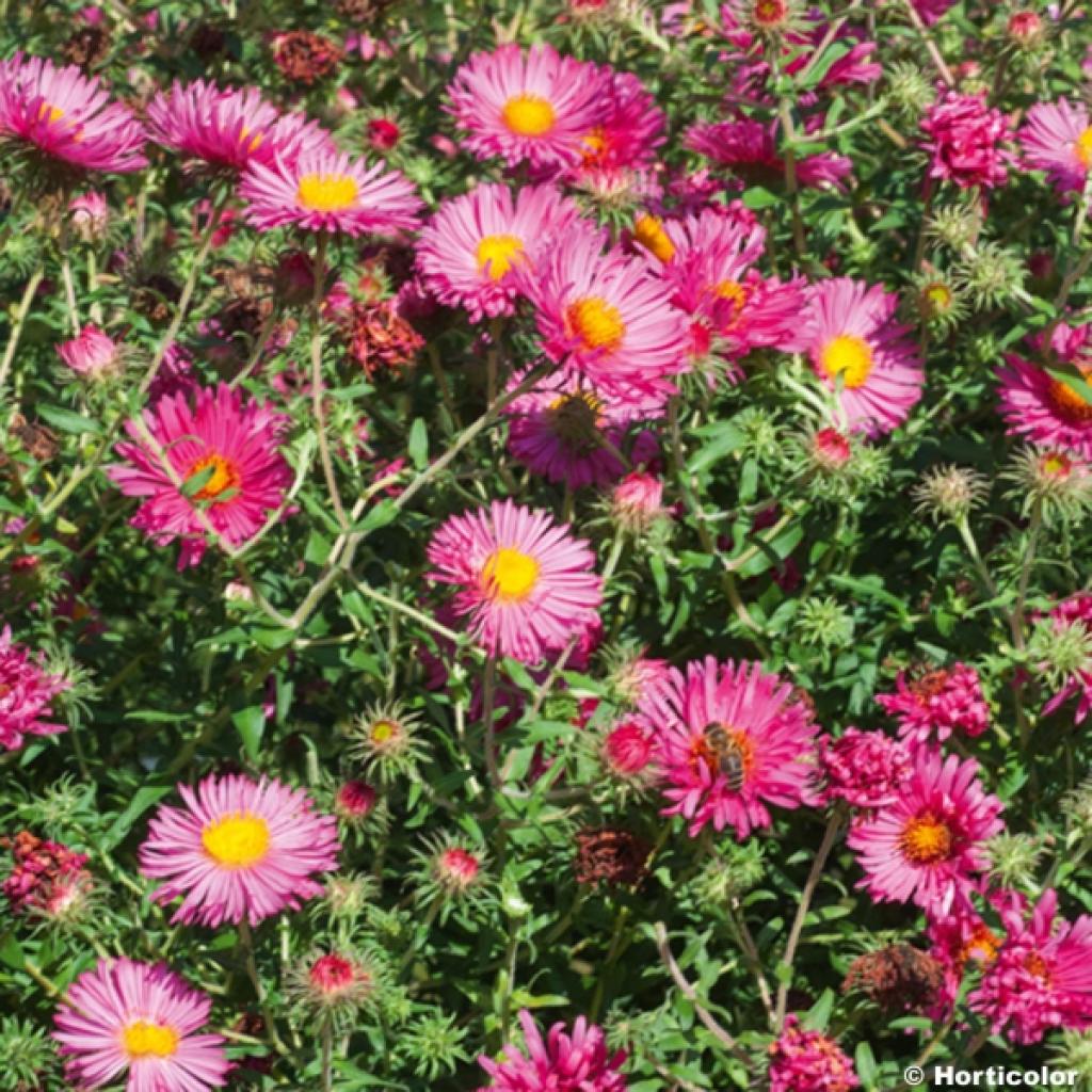 Aster novae-angliae Andenken an Alma Pötschke - Des fleurs rouge rubis