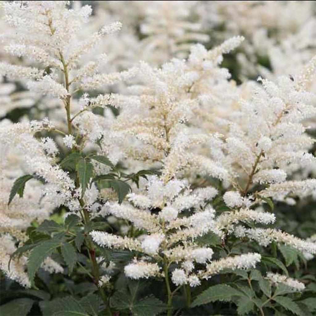 Astilbe japonica Washington - Astilbe du Japon à fleurs blanches