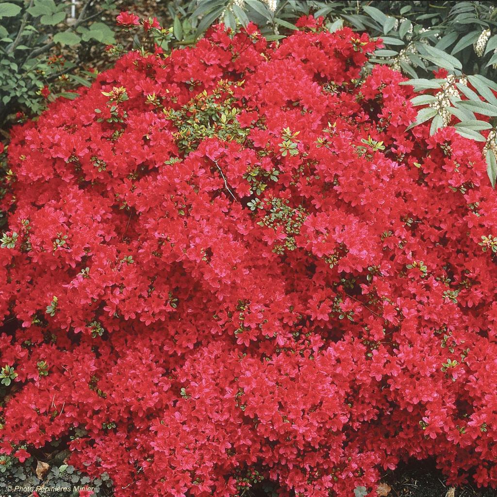 Azalée du Japon Hino Crimson - Azalea japonica à fleurs rouge brillant