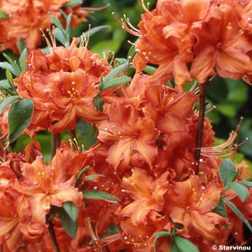 Azalée de Chine Fire Ball – Sublime Azalea mollis à fleurs rouge orangé vif