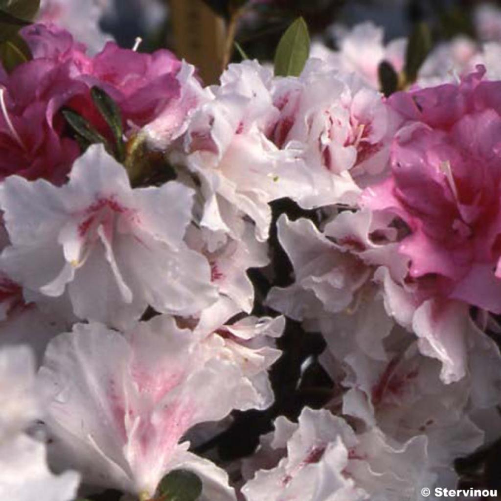 Azalée du Japon White Prince - Azalea japonica à floraison blanc-rose