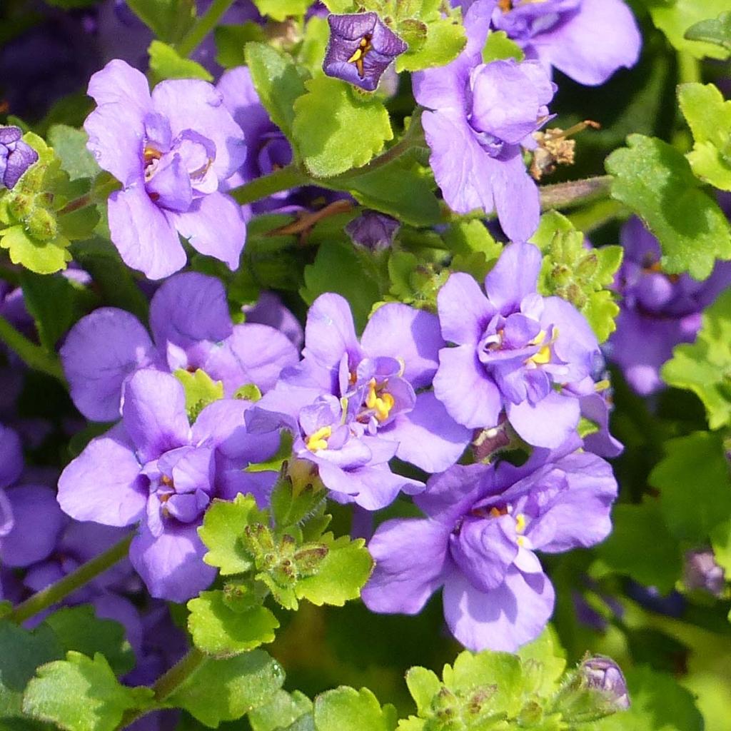 Bacopa Scopia Double Indigo- Sutera cordata - Annuelle à fleurs doubles ...