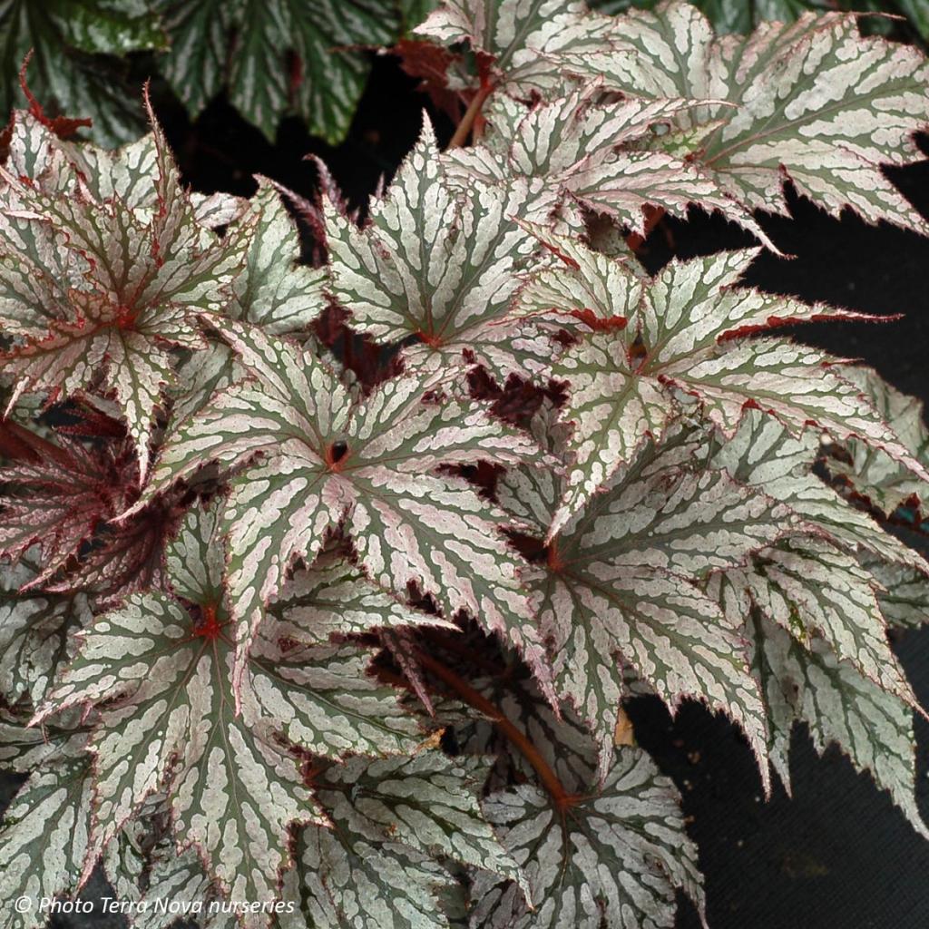 Bégonia Garden Angel Silver - Vivace, rustique jusqu'à -10°C, à ...