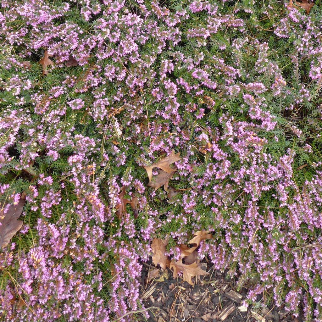 Erica carnea December Red – Une Bruyère des neiges à fleurs roses