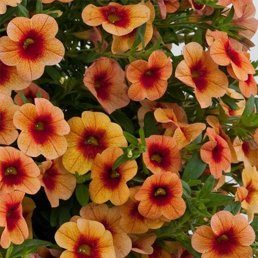 Calibrachoa Superbells Unique Mango Punch - Mini-pétunia.