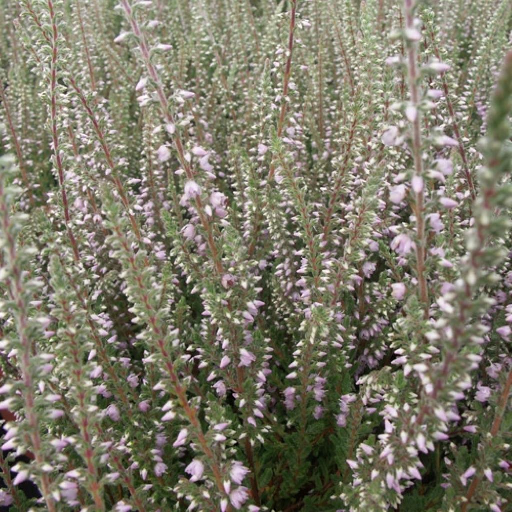 Calluna vulgaris Silver Knight - Callune - Bruyère à feuillage argenté ...