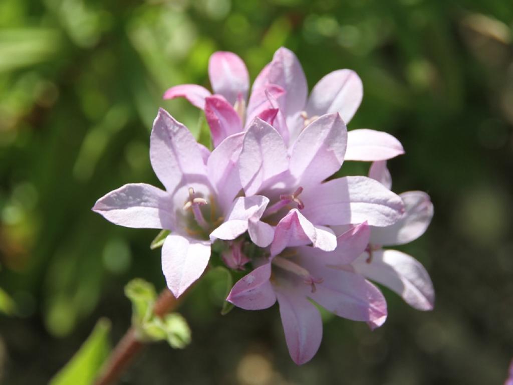 Campanula glomerata Caroline – Campanule à fleurs rose pâle teinté de ...