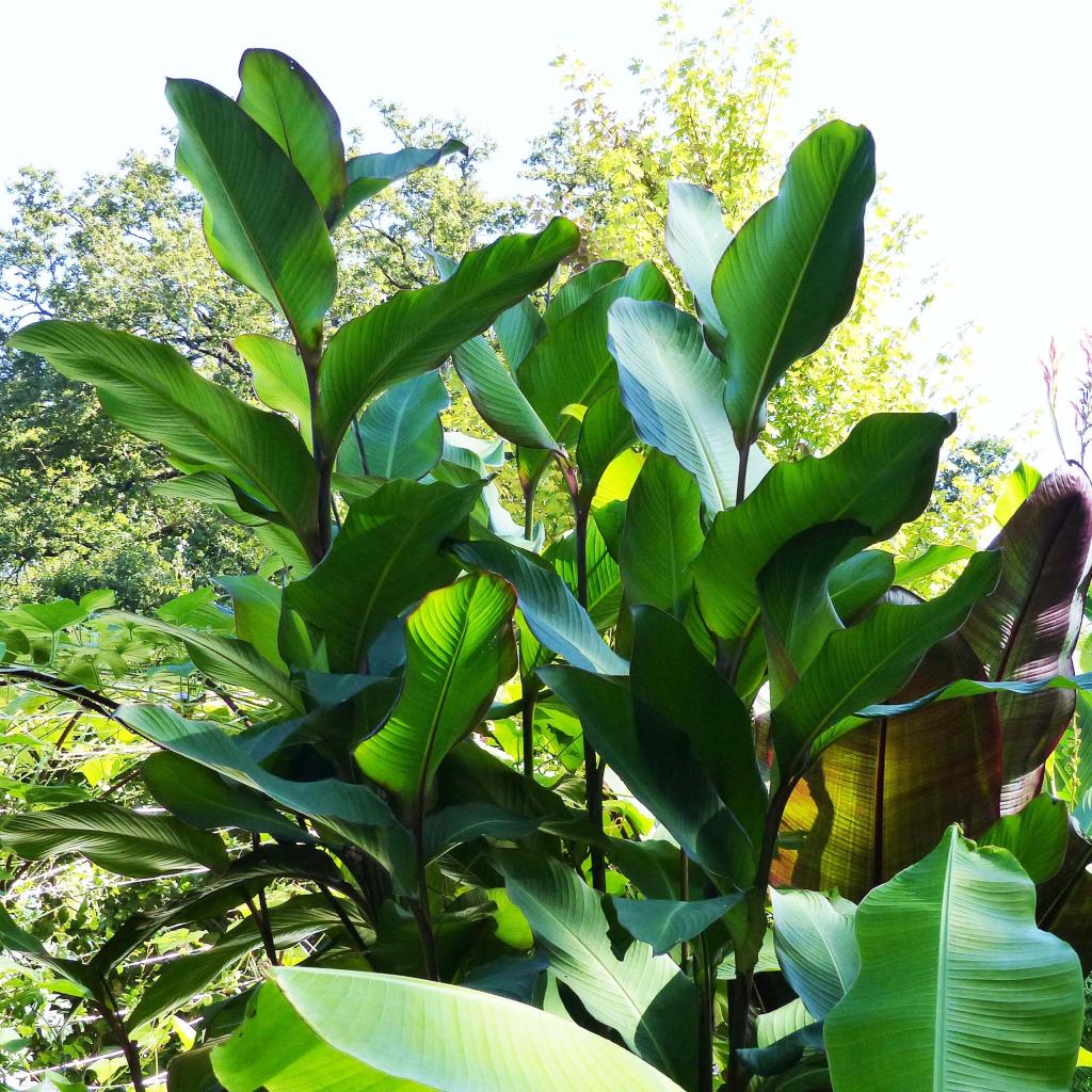 Canna musafolia - Canna Musifolia - Canna musaefolia - Canna géant ...