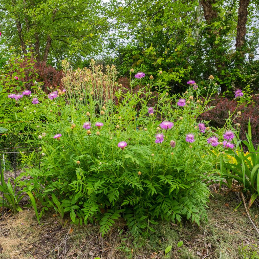 Centaurea dealbata - Centaurée de Perse - Vivace, à fleurs rose carminé.